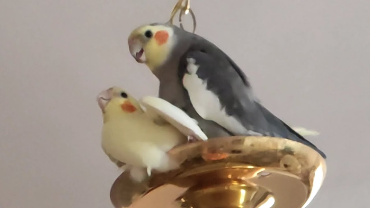 Cockatiel Love ♥️ - YouTube