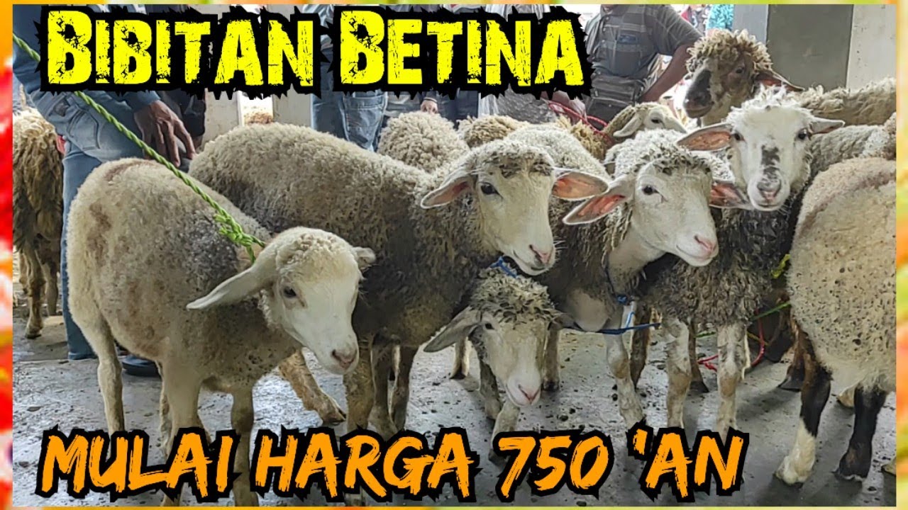 Bibitan Domba Betina Mulai Harga 750 Ribu'an. Pasar Glenmore Banyuwangi ...