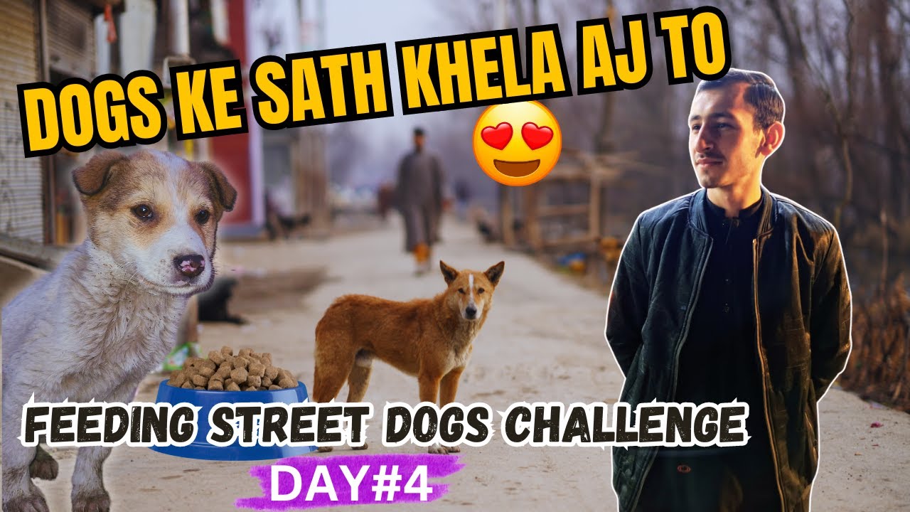 Feeding street dogs Challenge | Day#4 | Daily Vlog | Urdu vlogs ...