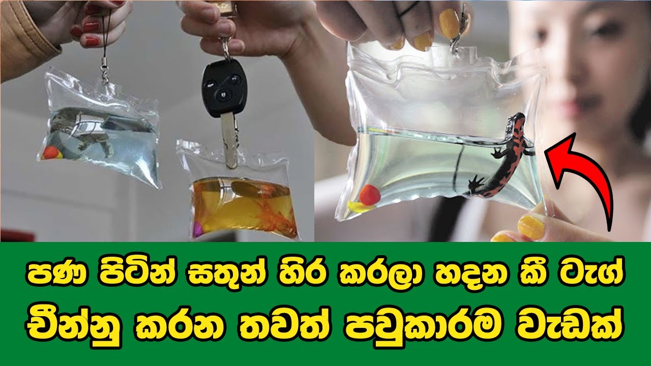 පණ තියෙන අහිංසක සතුන් හිර කරලා චීන්නු හදන කී ටැග් | Live Animal ...