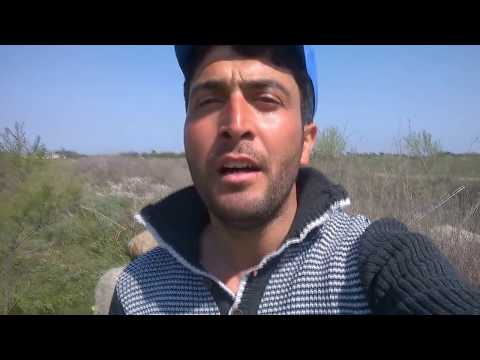 Pervin Seferov -  Ay İşığında | Canlı İfa