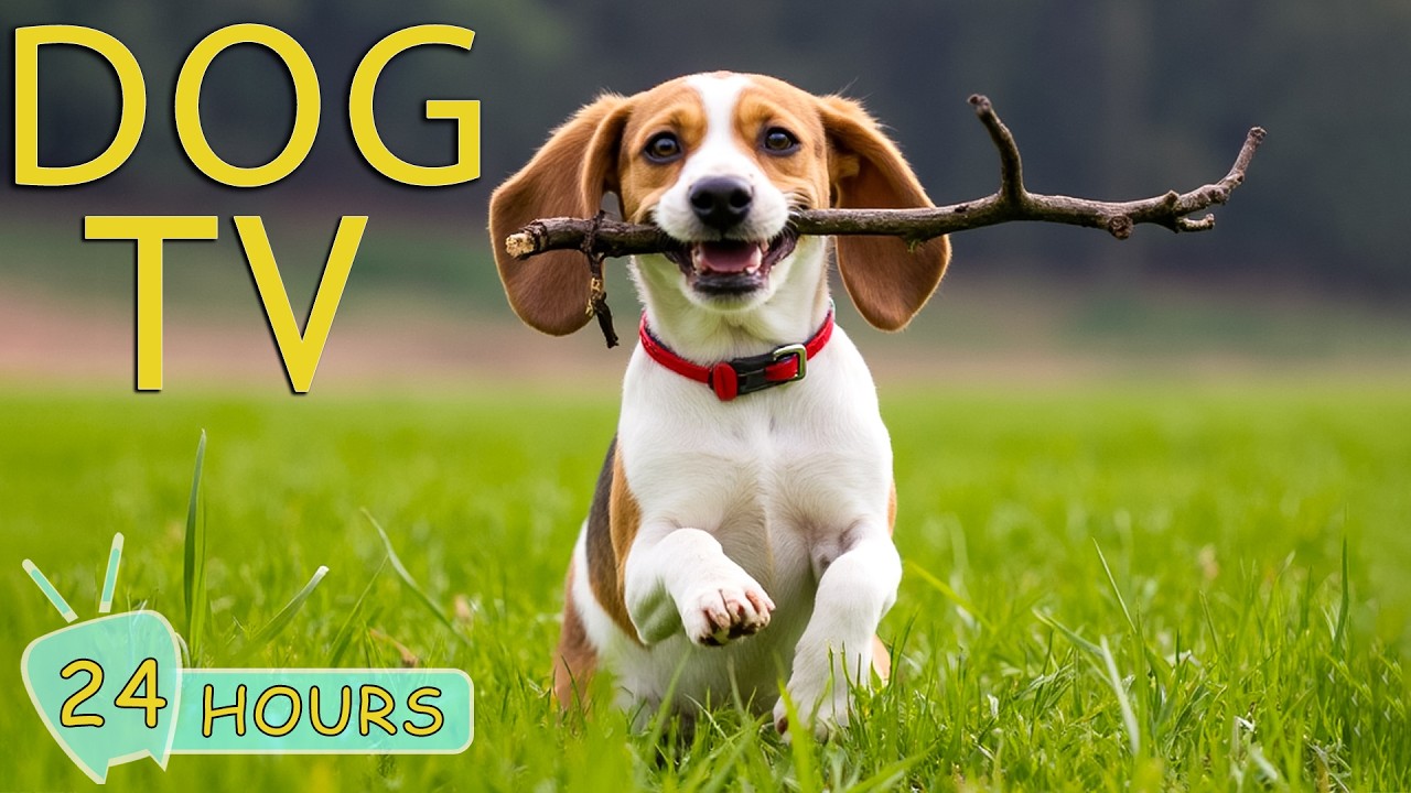 DOG TV for Dogs to Watch: Best Video Entertain to Prevent Anxiety ...