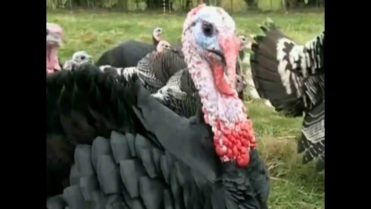 All about Turkeys Thanksgiving for Kids | Professor Besser Learning ...