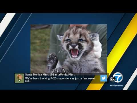 Mountain lion hit by car, killed on Malibu Canyon Road | ABC7