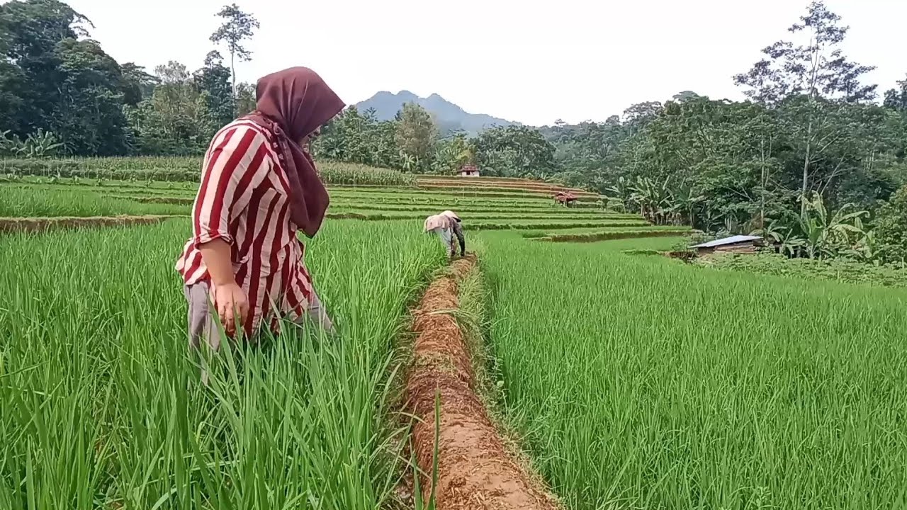 Matun rice fields so that they grow well without obstacles - YouTube