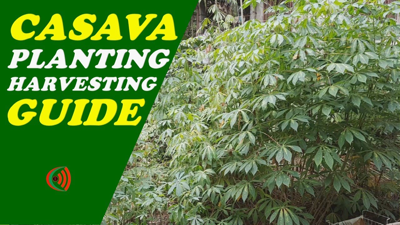 How to Plant Casava From Land Preparation to Harvesting Cebucheapsite ...
