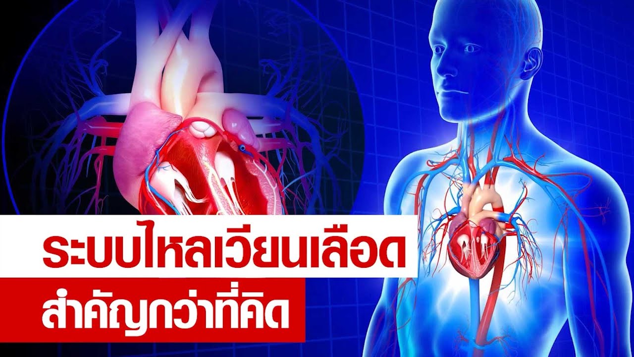 ระบบการไหลเวียนเลือด สำคัญกว่าที่คิด สาระดีๆ จากหมอจีน COLLATIN เอิน ...
