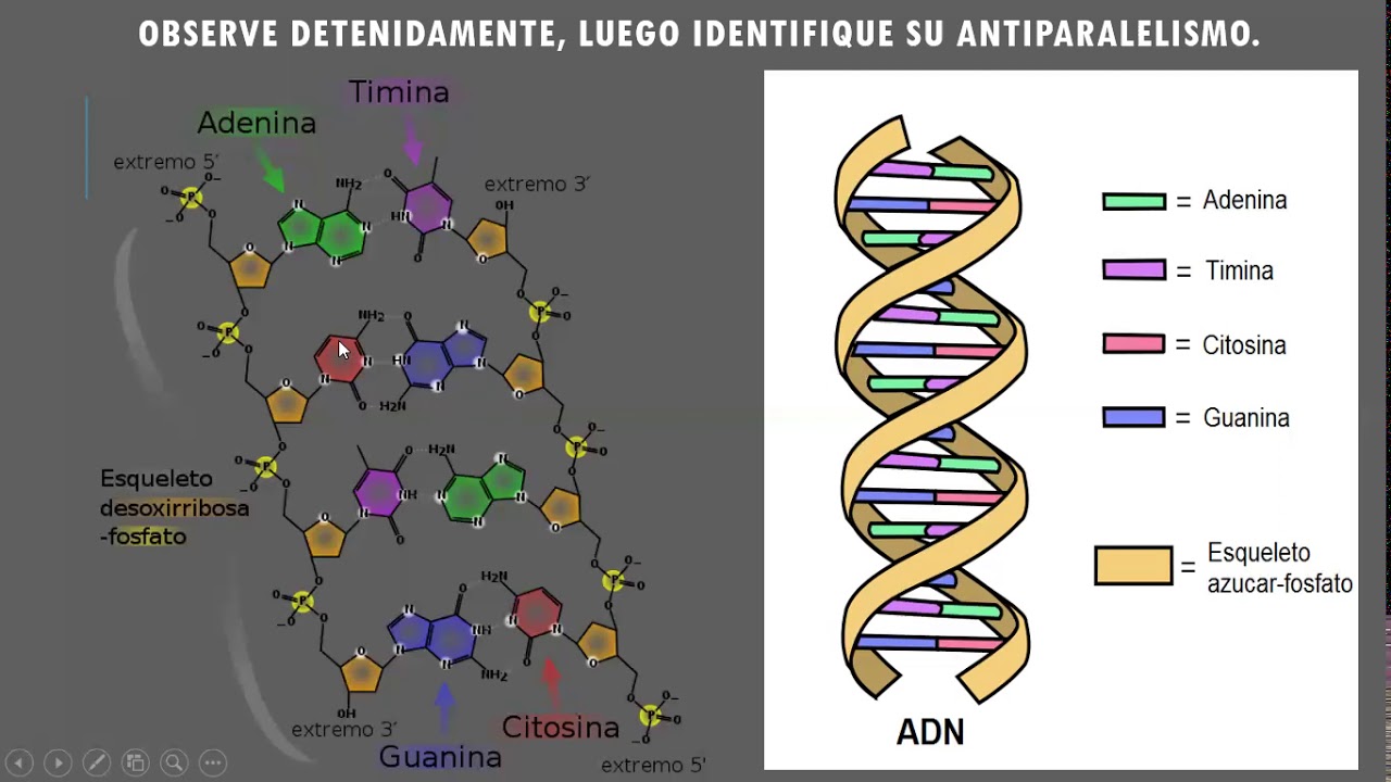 Estructura antiparalela del ADN - YouTube