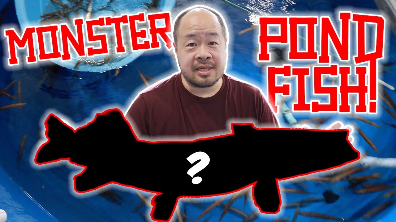 ANOTHER FIRST AT PREDATORY FINS! WHICH MONSTER POND FISH IS IT?! - YouTube