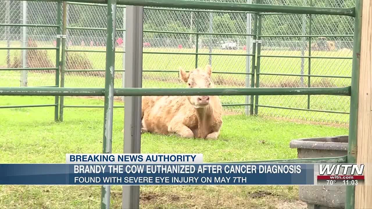 Brandy the cow dies after advanced cancer diagnosis - YouTube