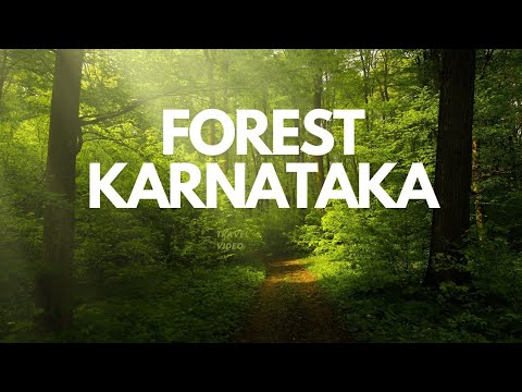 Forest, Karnataka. - YouTube