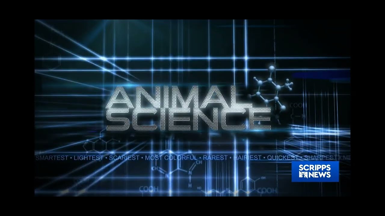 Xploration Animal Science: Ion Television and Scripps News version ...