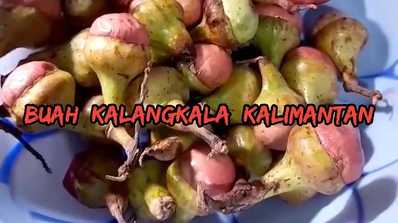 BUAH KALANGKALA KALIMANTAN | Keseharian Teo Romondo Paskalis ...