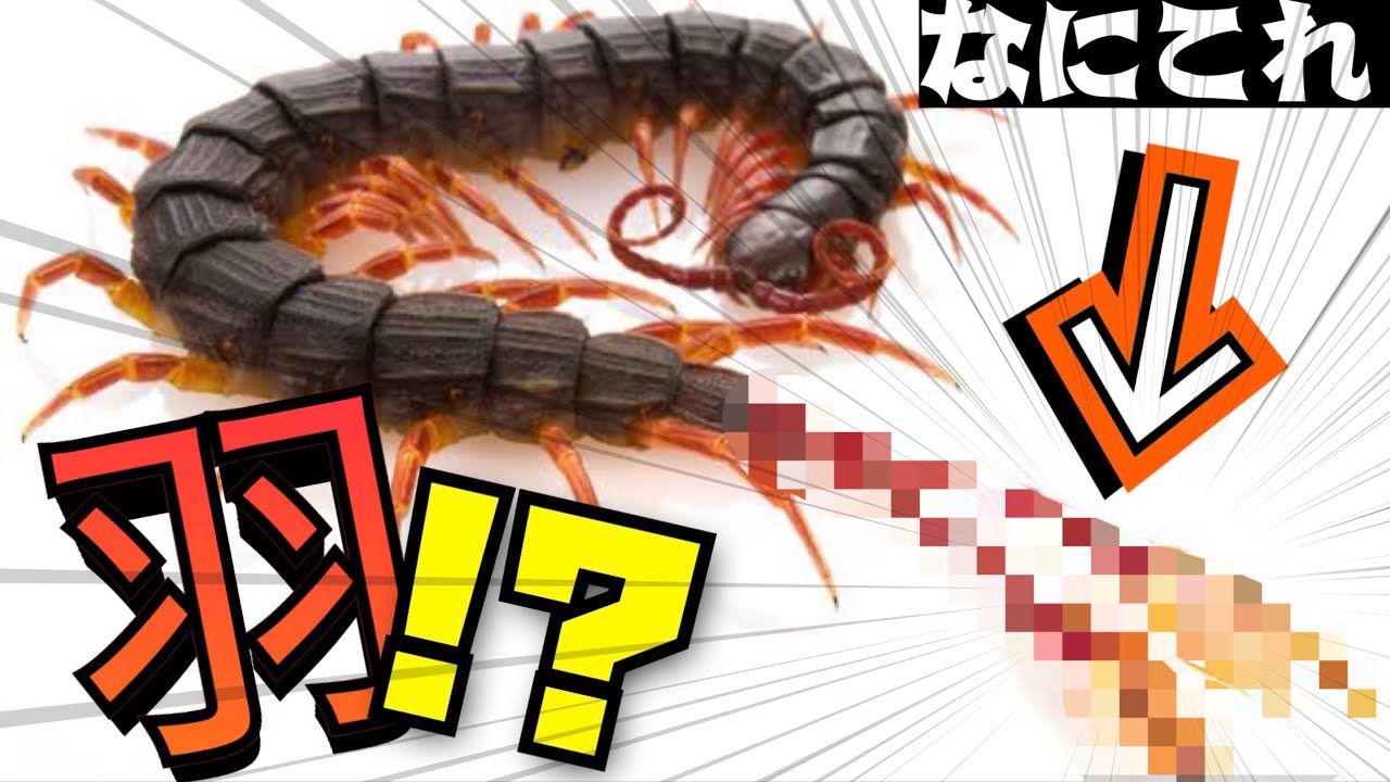羽が生えてるムカデがオシャレすぎる【Flag tail centipede/Alipes grandidieri】 - YouTube