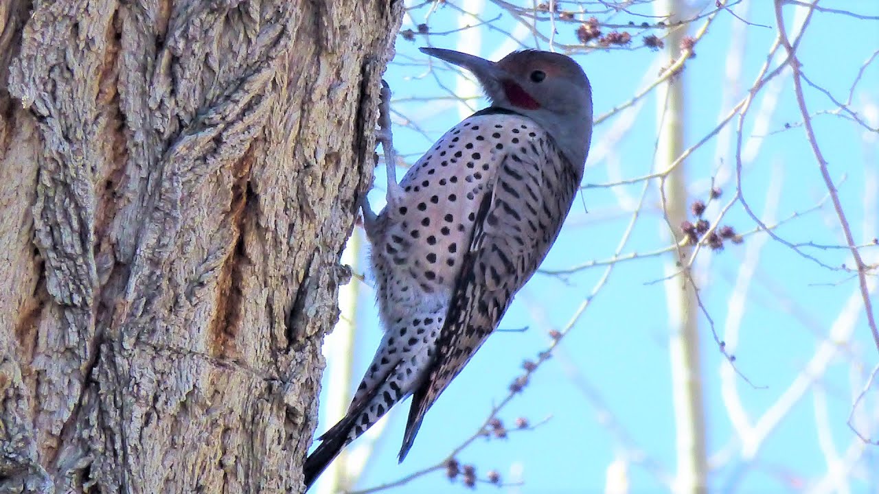 Northern Flicker Bird - Call and Behavior - YouTube