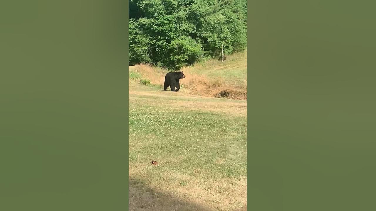 Big Bear Youtube