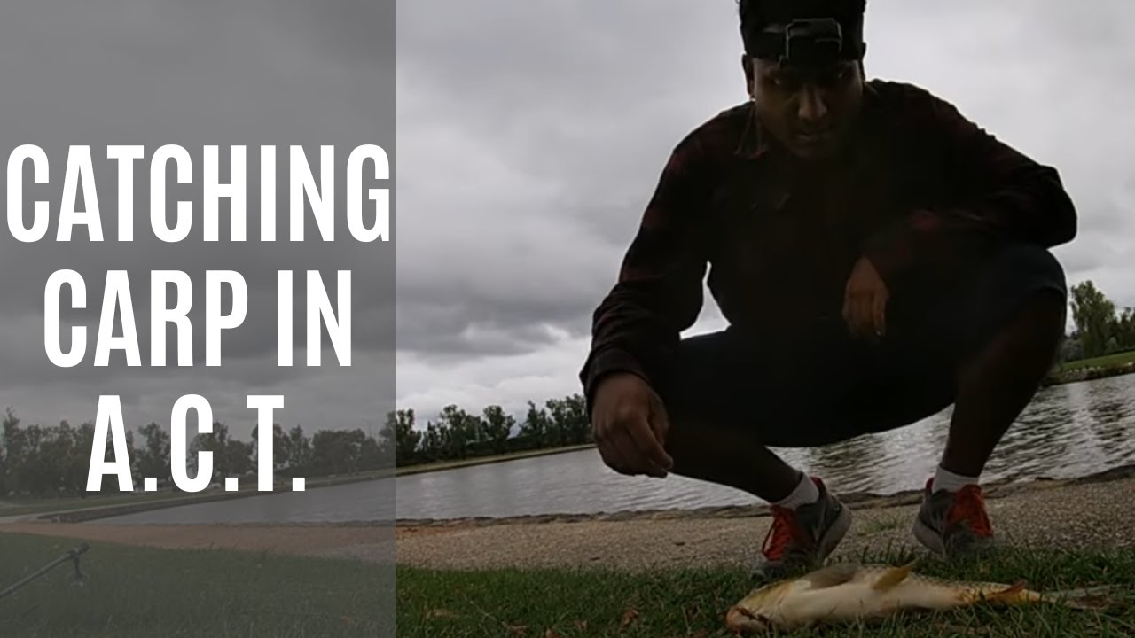 Carp Fishing (Three Strikes!) @ Canberra, ACT - YouTube