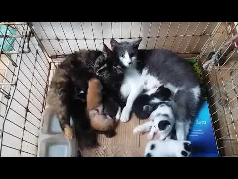 Akrabnya adik kakak sama2 punya anak dan menyusui ... Selamat Hari Hewan 😙