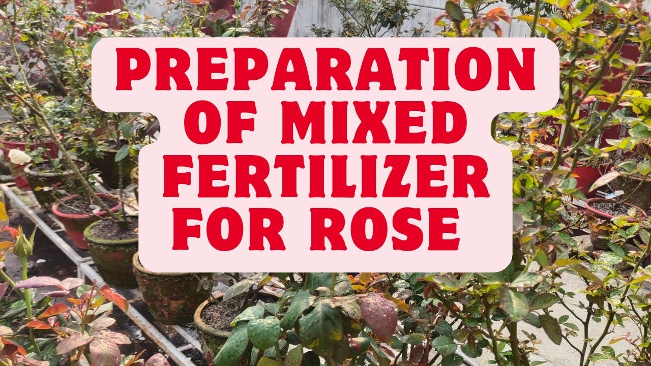 Today's double feeding and care|how to make mixed fertilizer - YouTube
