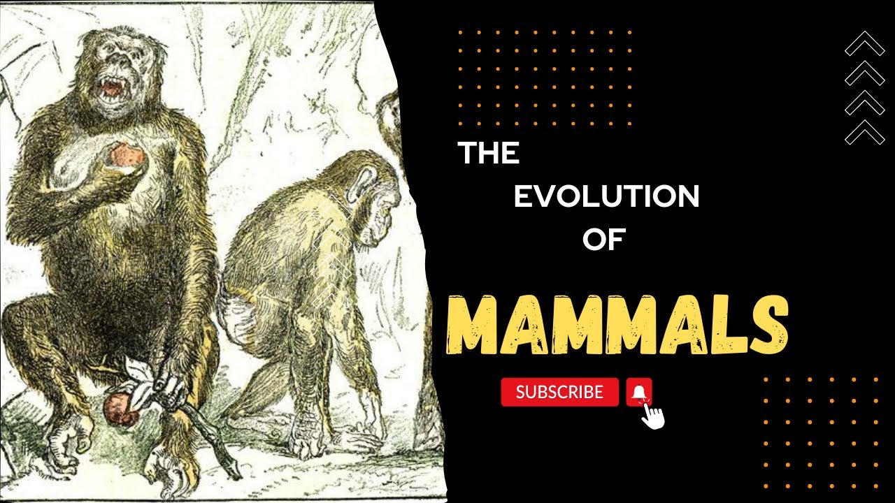 The Evolution Of Mammals Youtube
