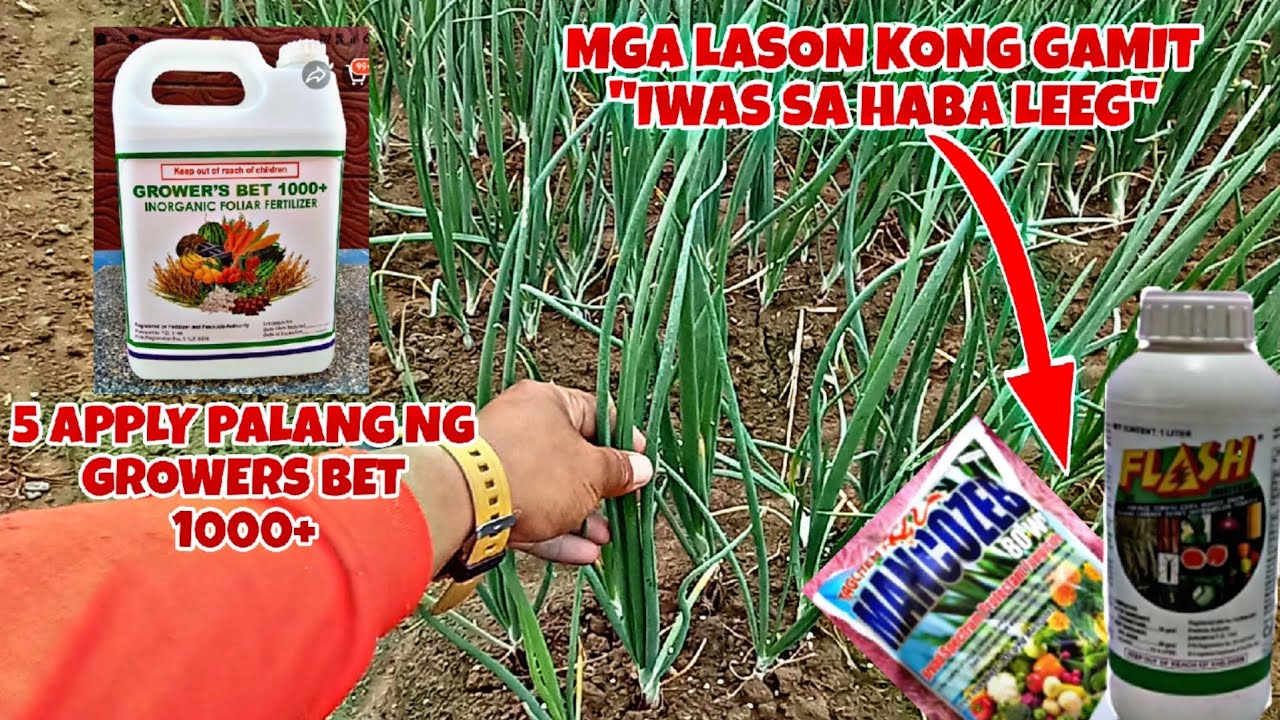 ONION RED 41 DAYS UPDATE (INSECTICIDE,FUNGICIDE,FOLLIAR) IWAS SA HABA ...