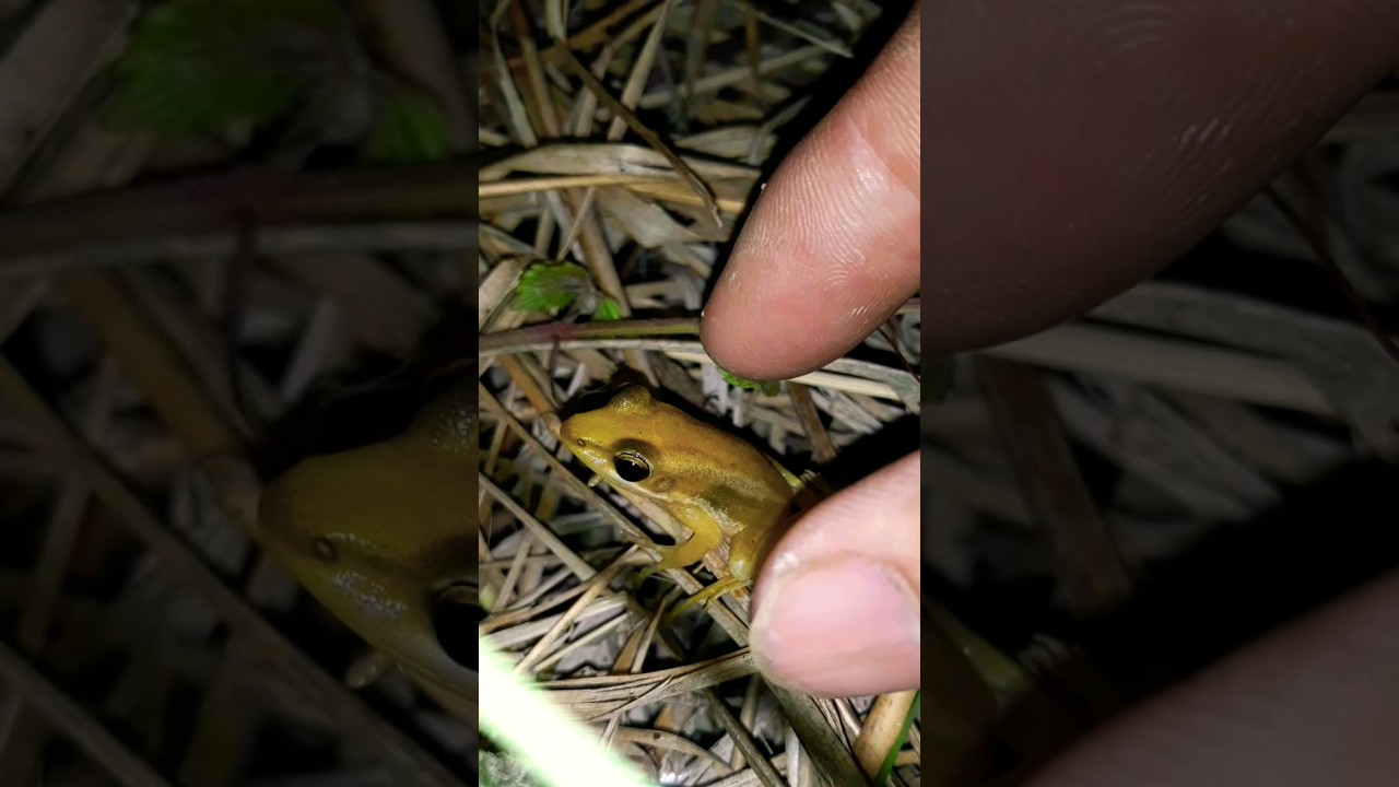 funny frogs | funny jumping frog | catch funny imitations | funny🐸😆🤣 ...