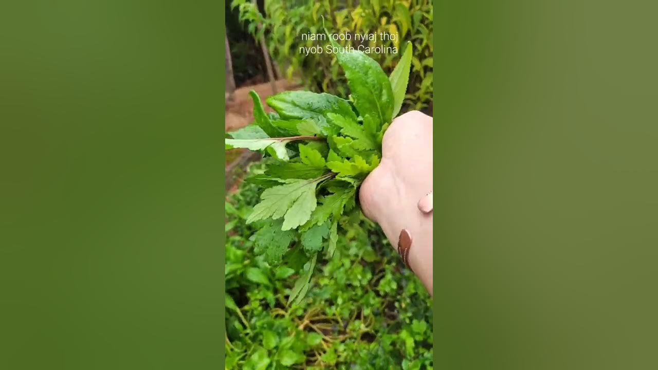 De Tshuaj Rau Qaib Noj - YouTube