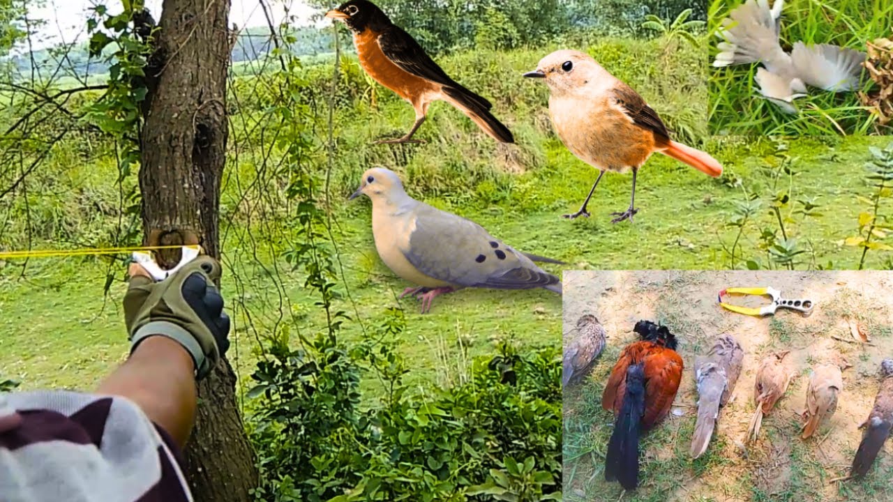 slingshot birds hunting skills# incredible slingshot hunting aim ...