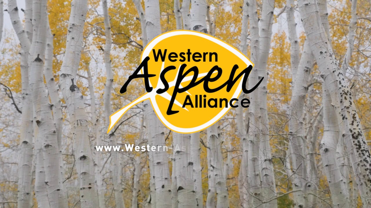 Support Aspen Restoration Through Science - YouTube