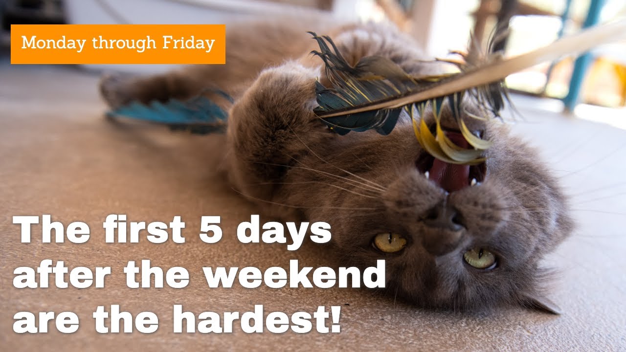 First 5 days after the weekend are the hardest! - YouTube