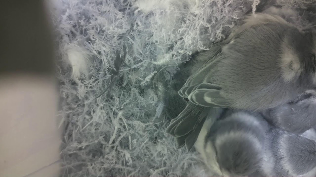 Infrared Bird Nesting Box - Live Stream - YouTube