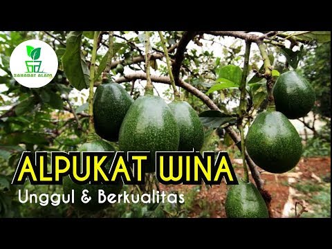 ALPUKAT WINA Unggul & Berkualitas