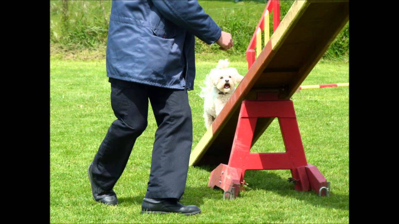 Hobby dog : agility débutants 1 - YouTube