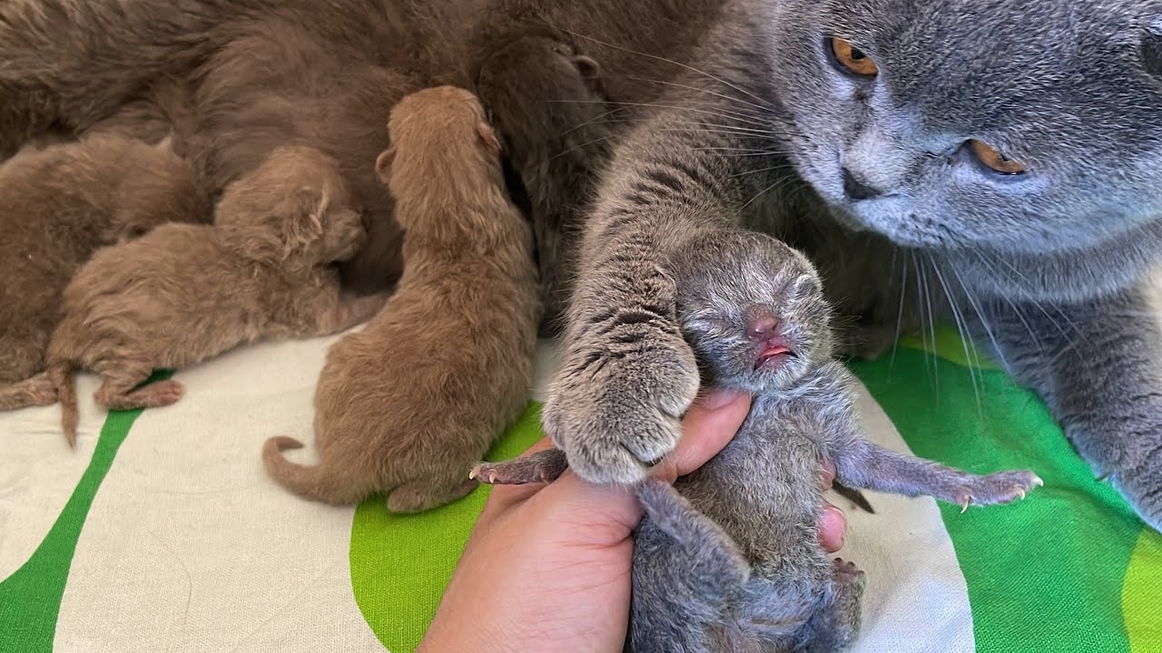 Newborn kittens second day after birth - YouTube