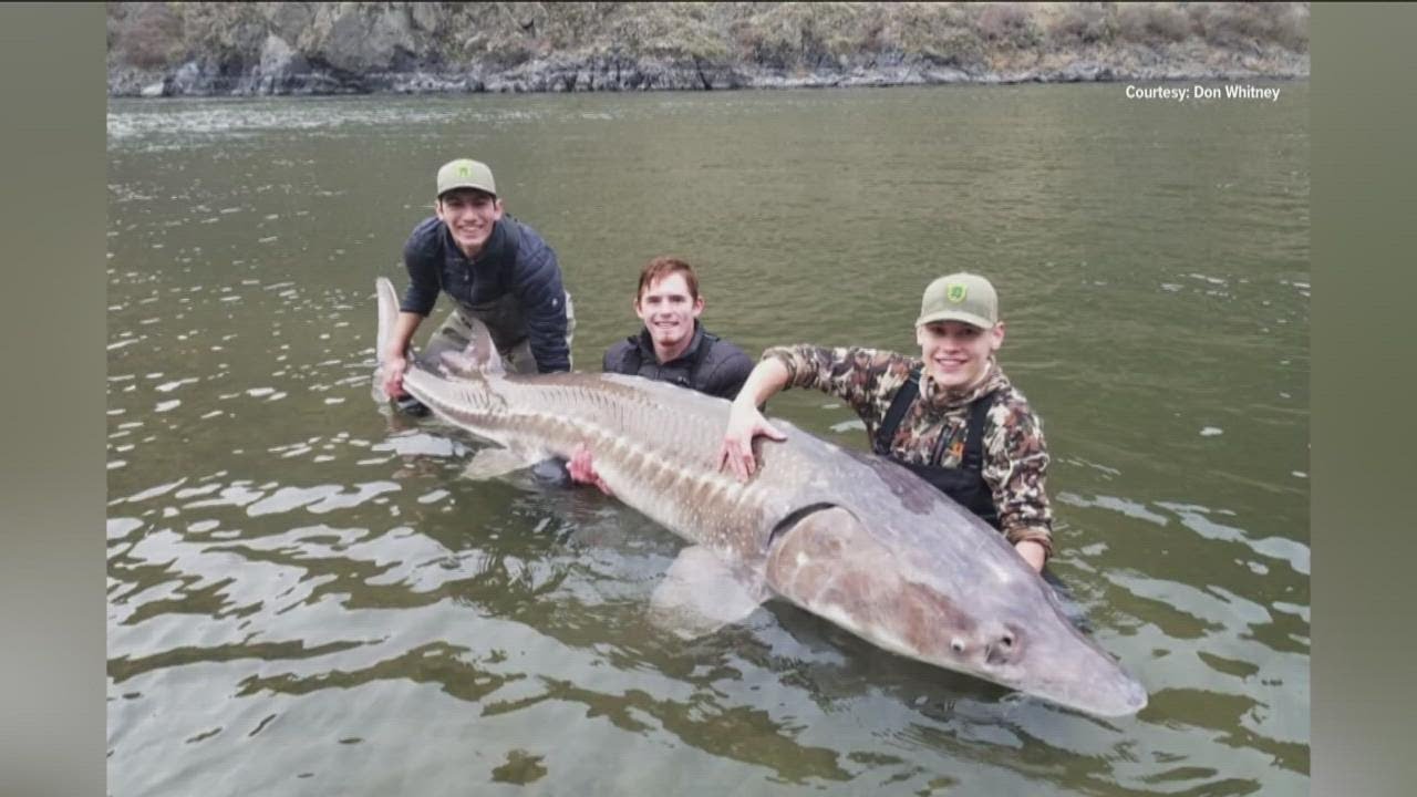 CJ Strike Reservoir conditions improve after partial closure - YouTube