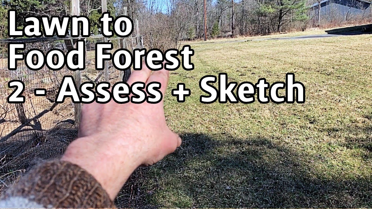 Lawn into Food Forest - 2 - Quick Site Assessment and Game Plan - YouTube