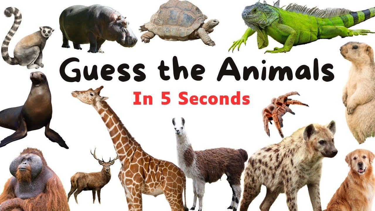 Guess the 100 Animals in 5 seconds. Identify the Animal. Quiz 5ire ...
