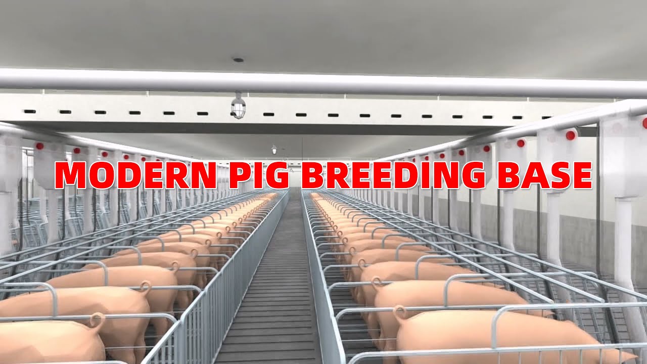 Modern pig farm breeding base design plan | GREAT FARM - YouTube
