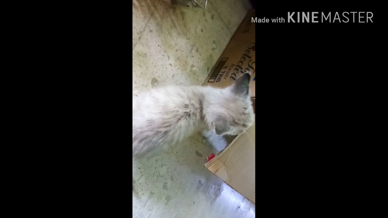 Kucing Berdiri (Epic)... ... ... ... ...Gila Ni Kucing ...