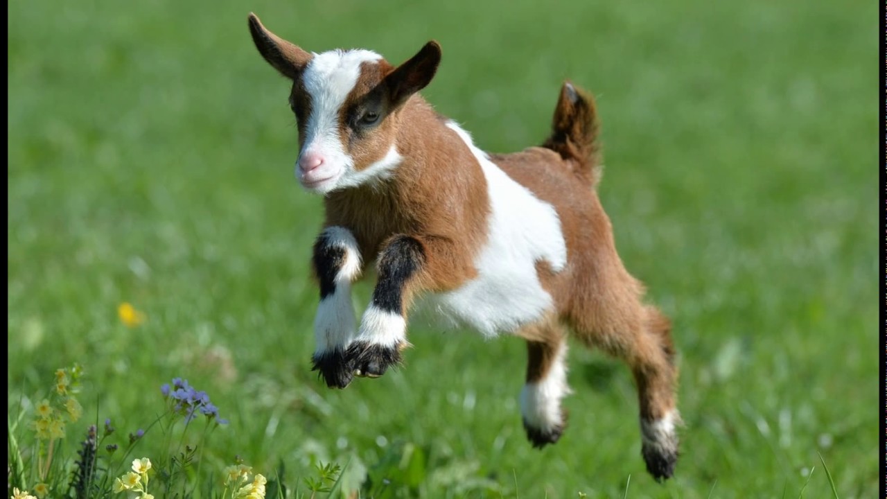 spelende dieren! - YouTube