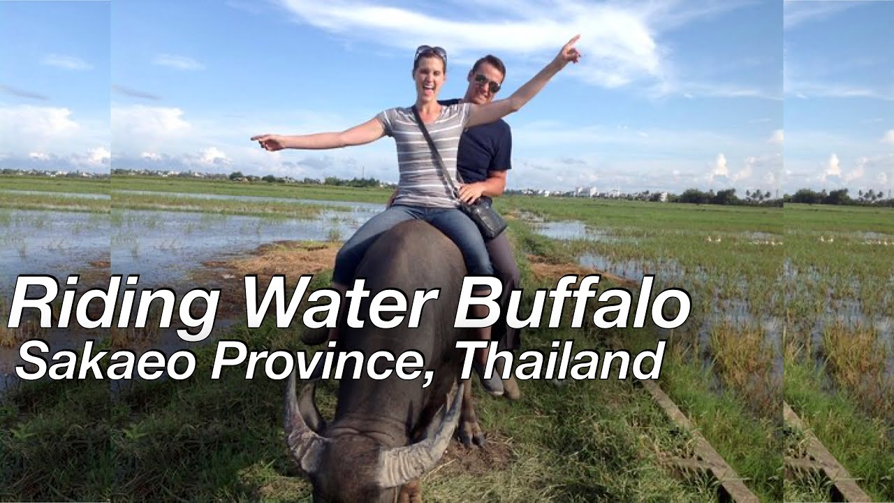 Riding water buffalo - YouTube