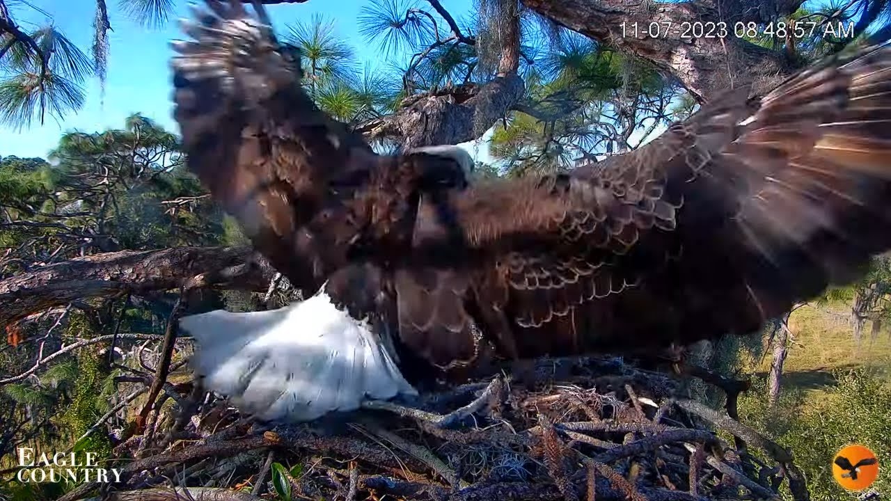 A morning full of surprises Eagle Country Country Bayhead Cam / Eagle ...