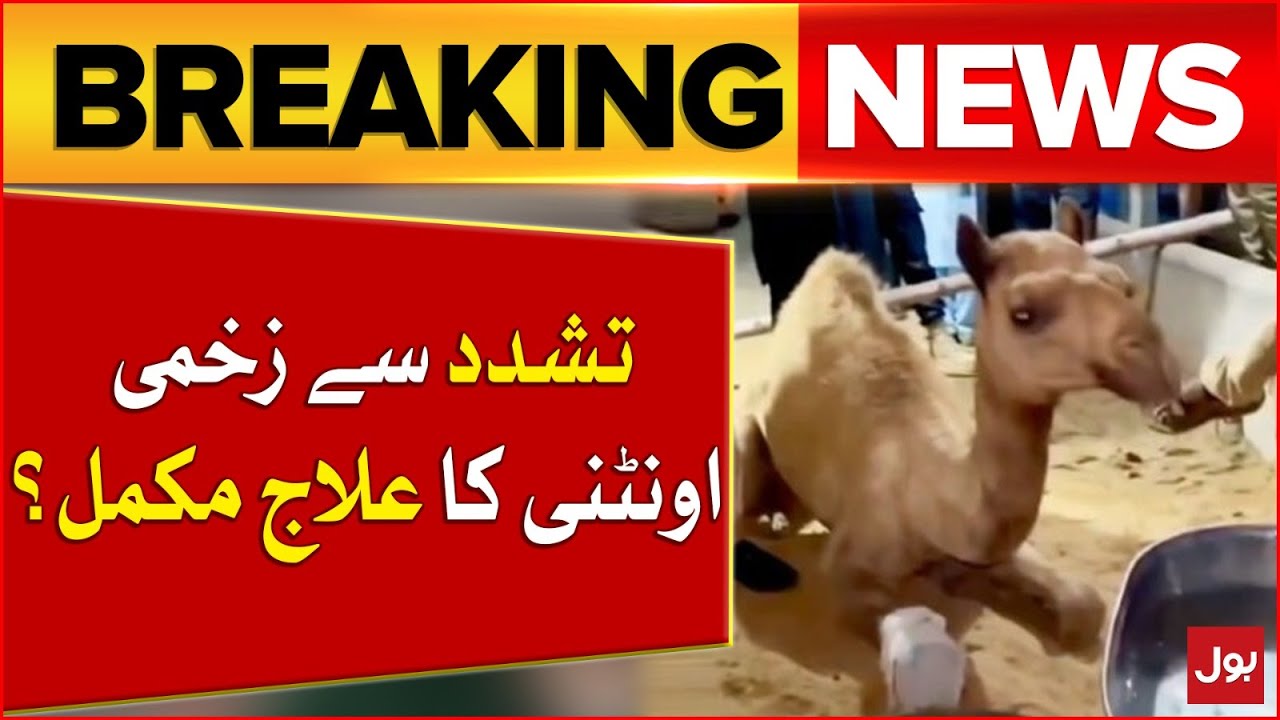 Female Injured Camel Got Justice | Camel Leg Cut Incident | Treatment ...