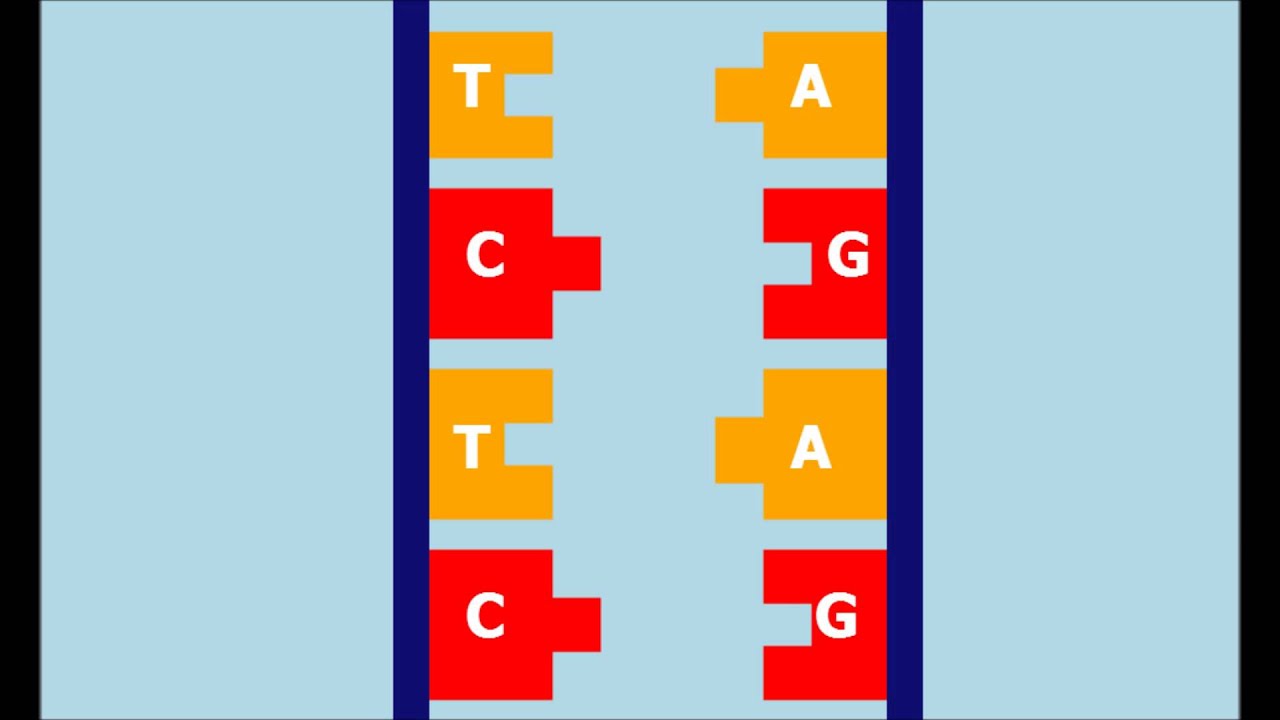 TWO DNA STRANDS COMING TOGETHER - YouTube