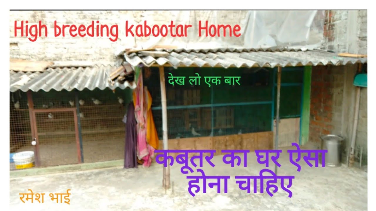 High flying kabootar for Home Full video ! Rampuri kabootar ! Rampuri ...