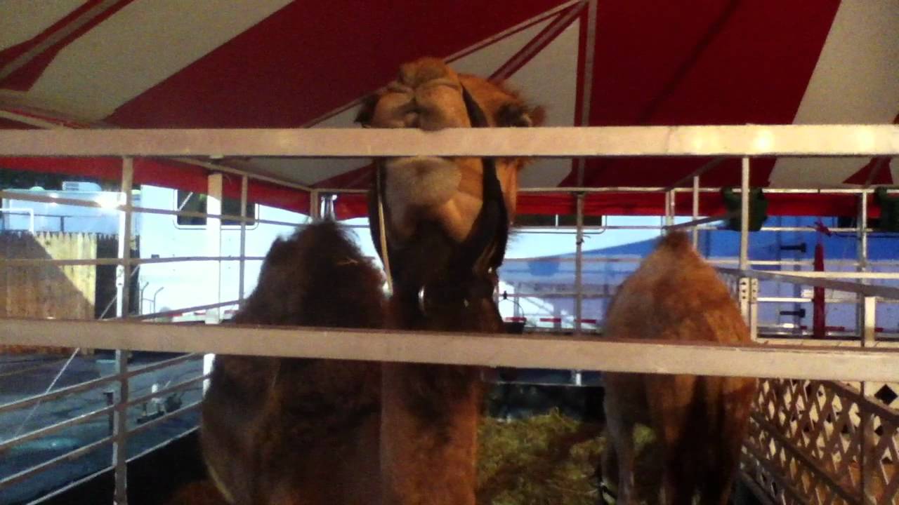 Masticando de la forma llama - YouTube