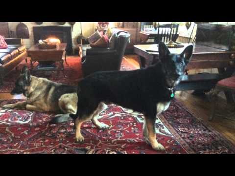 Gino and Bella sing Nessun Dorma