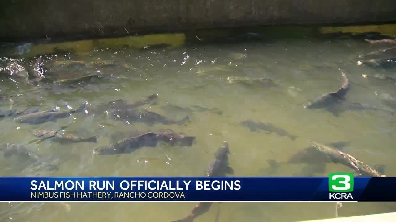 Watch the fish go up Nimbus Fish Hatchery ladder - YouTube