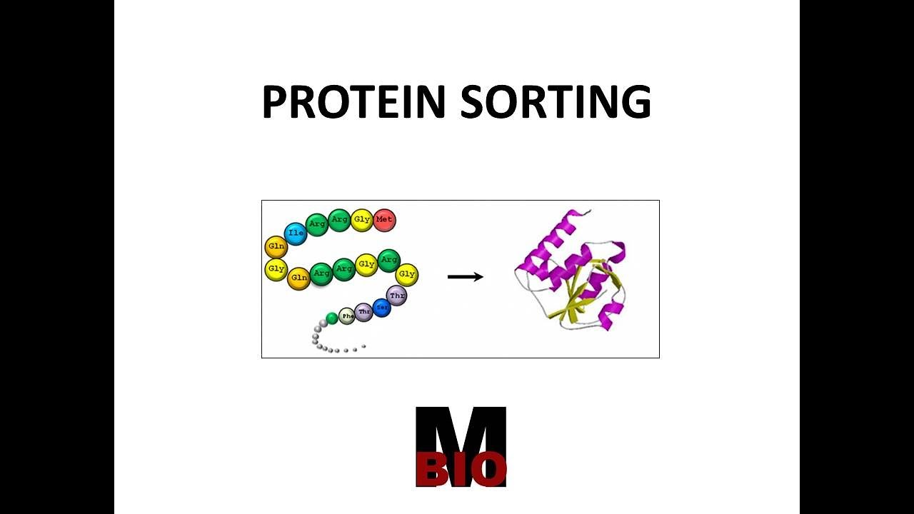 PROTEIN SORTING -THE MECHANISMS BY WHICH THE PROTEINS REACH THEIR FINAL ...
