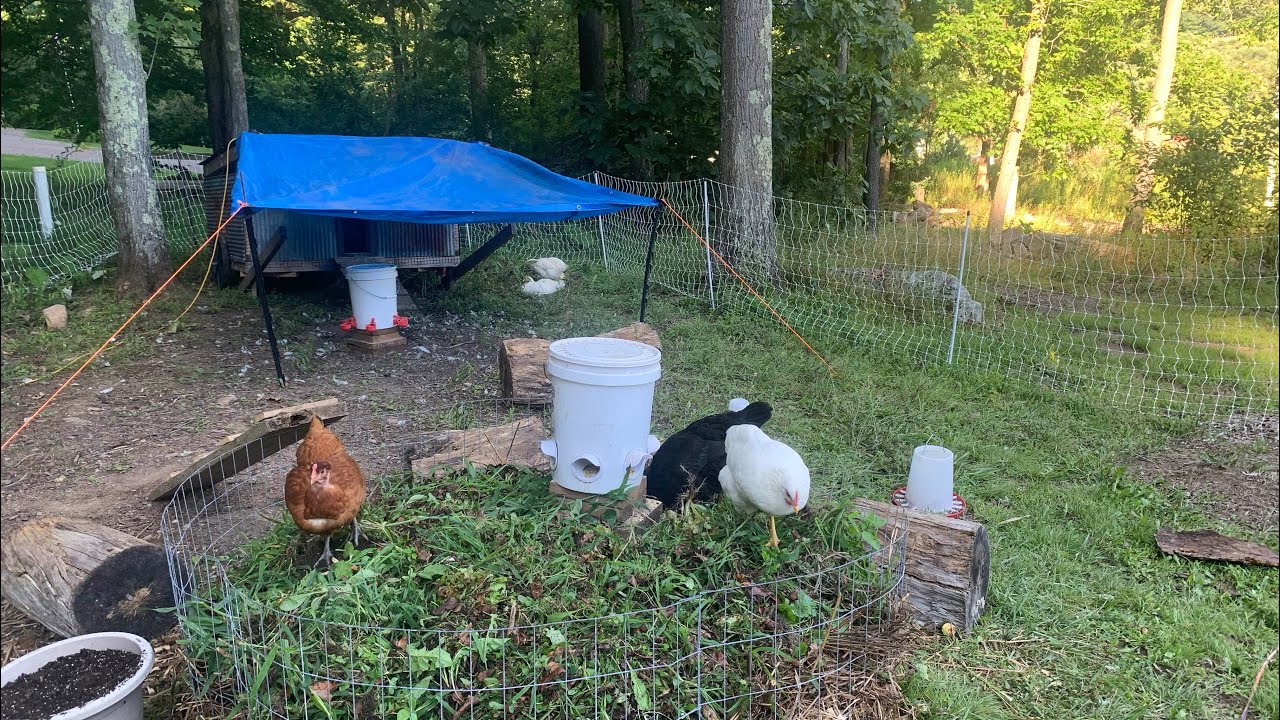 Worlds best Chicken Compost System!!! - YouTube